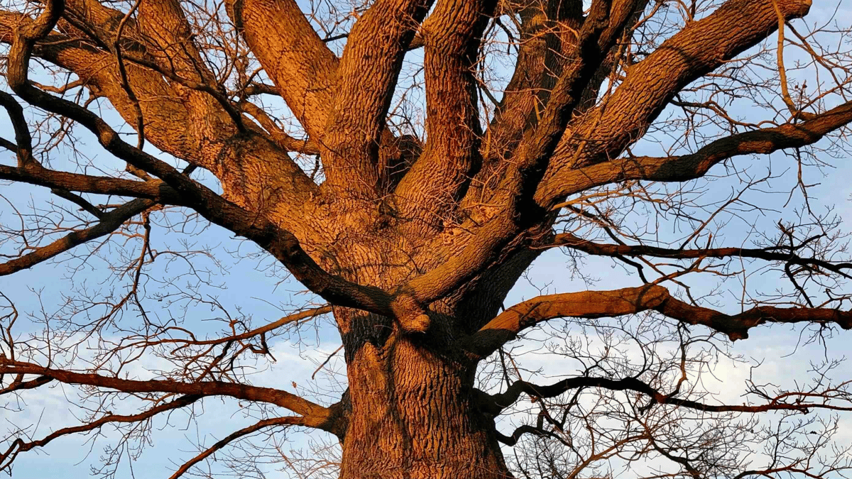 Bare Trees & Naked Shrubs: Woody Plant ID - Arlington Community Education