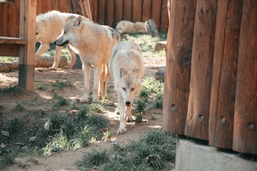 Wolves in Our Backyard - Mounds View Public Schools Community Education